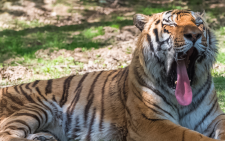 Yawn Like A Tiger to Refocus Your Brain